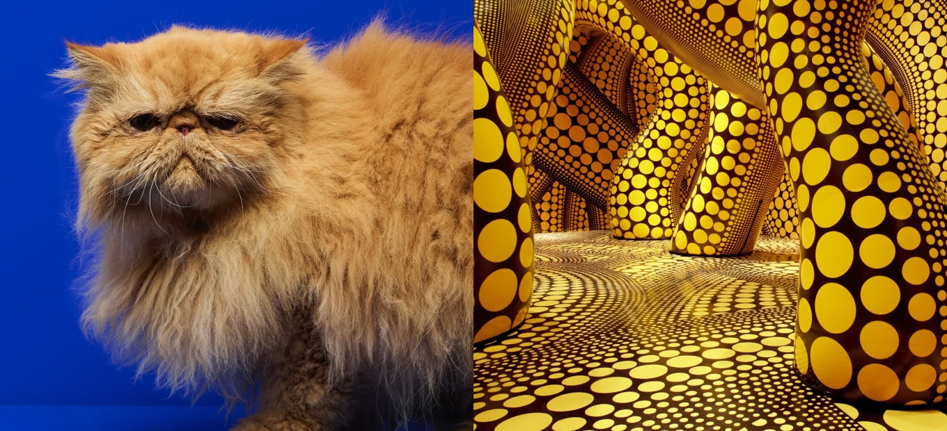 Yayoi Kusama and Cats & Dogs | National Gallery of Victoria